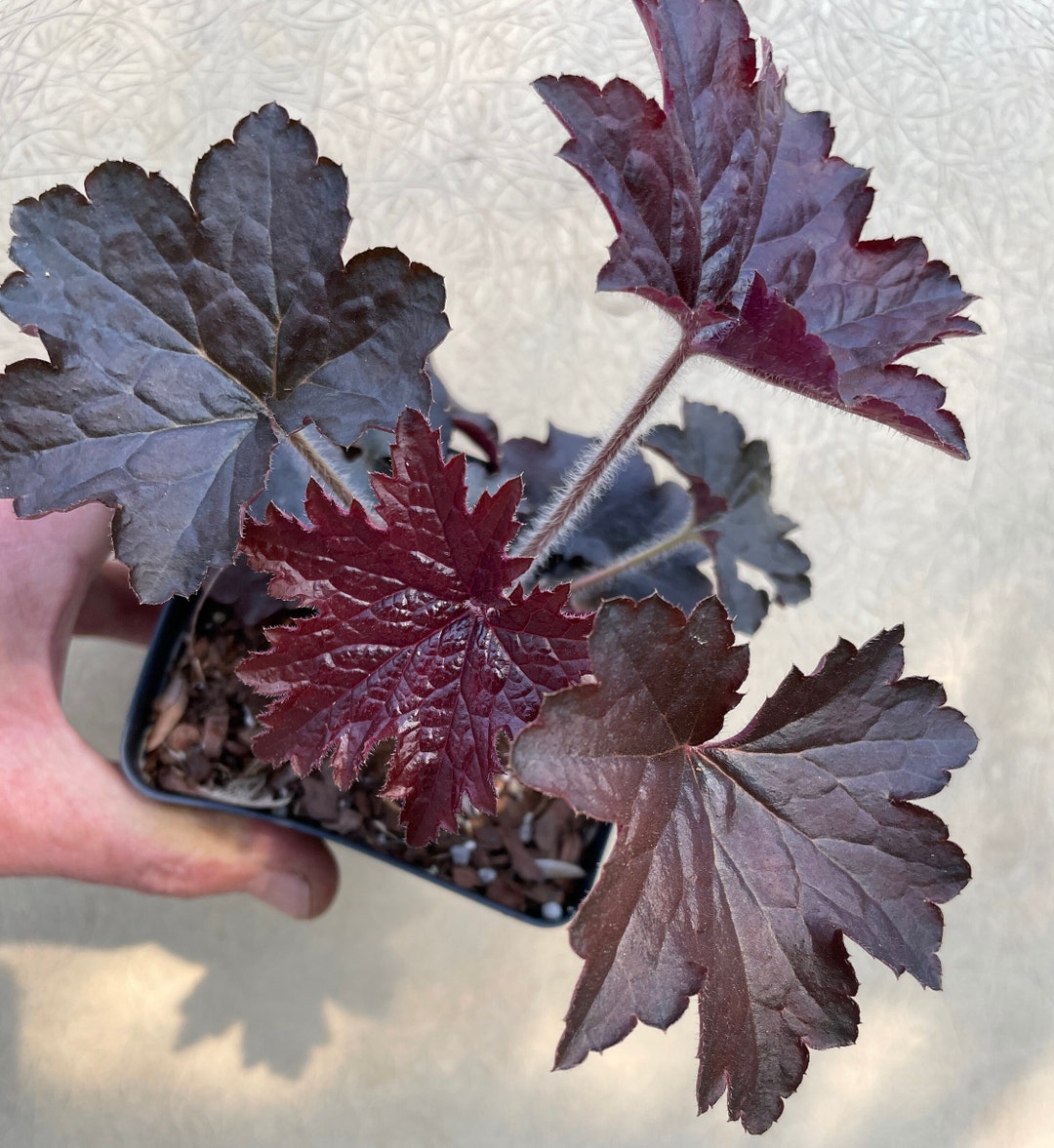 3 Dark-leaved Coralbells (heuchera Spp.) Plants in 3.5" Pots!! THE Best ...