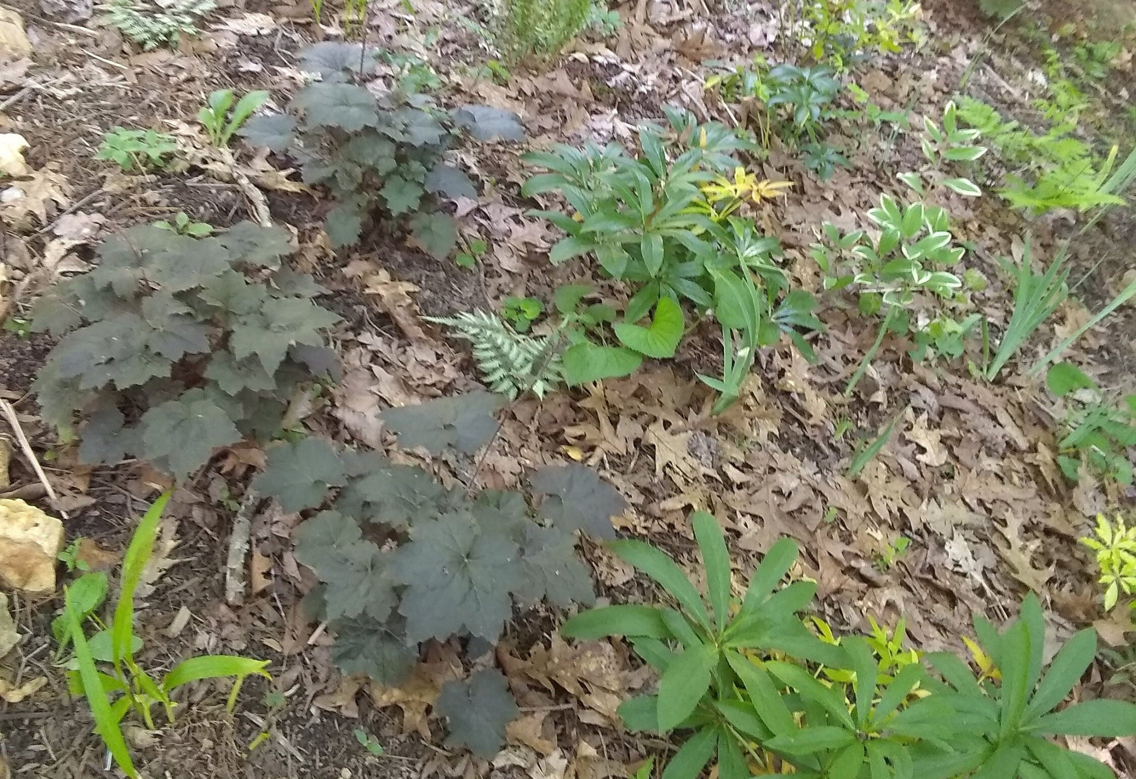 3 Dark-leaved Coralbells (heuchera Spp.) Plants in 3.5" Pots!! THE Best ...