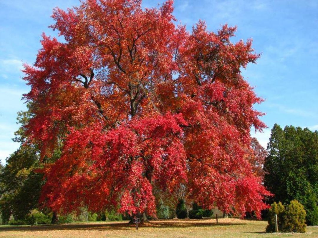Black Gum / Black Tupelo (nyssa Sylvatica) Tree Seedling! Outstanding ...