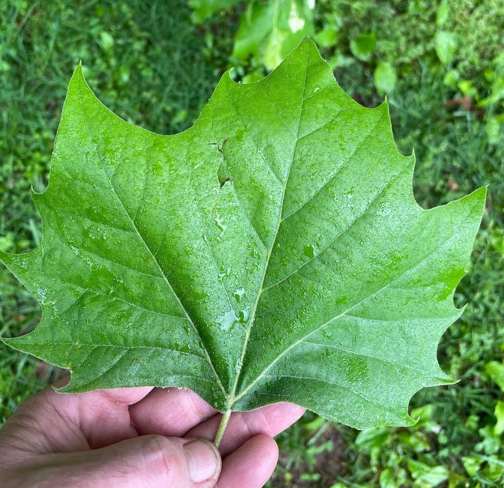 American Sycamore / Plane Tree 24-36 Bareroot Tree Seedling platanus ...