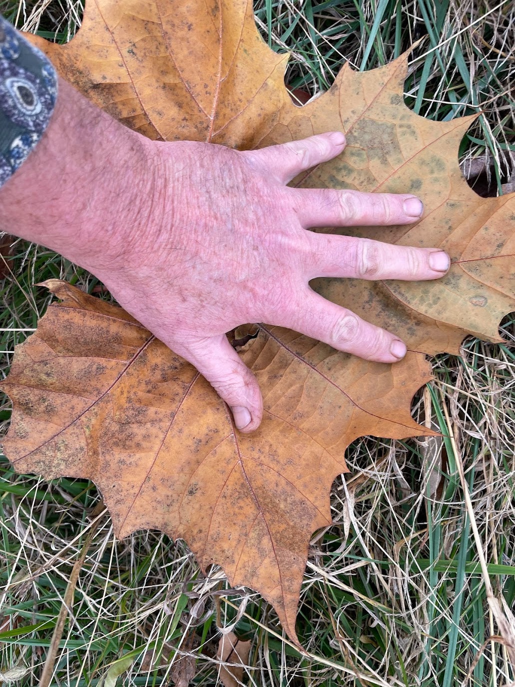 American Sycamore / Plane Tree 24-36 Bareroot Tree Seedling platanus ...