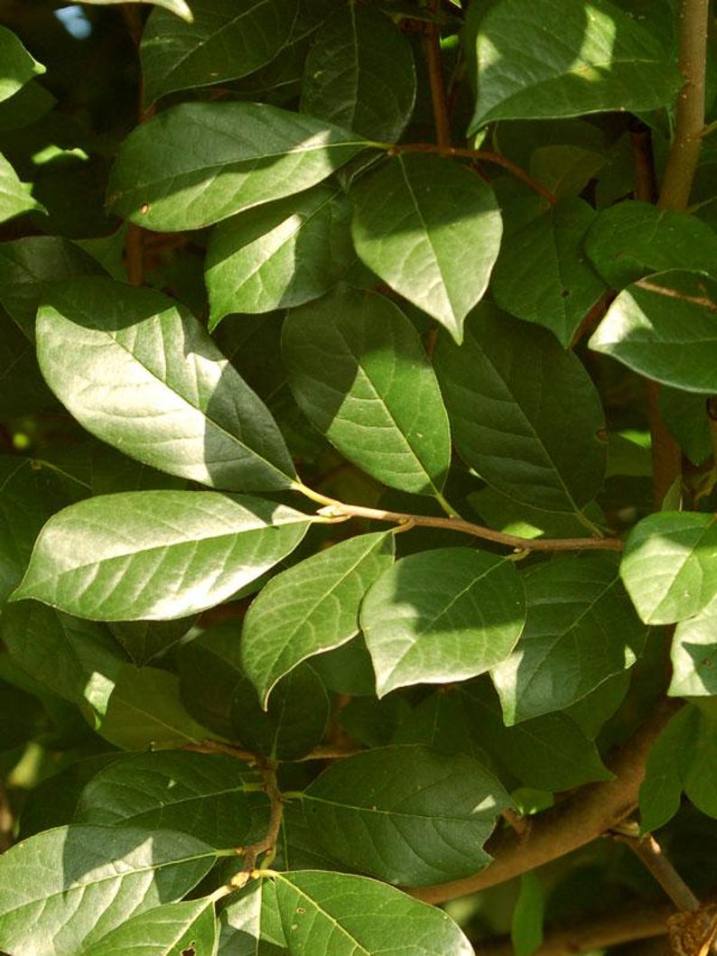 Black Gum / Black Tupelo (nyssa Sylvatica) Tree Seedling! Outstanding ...