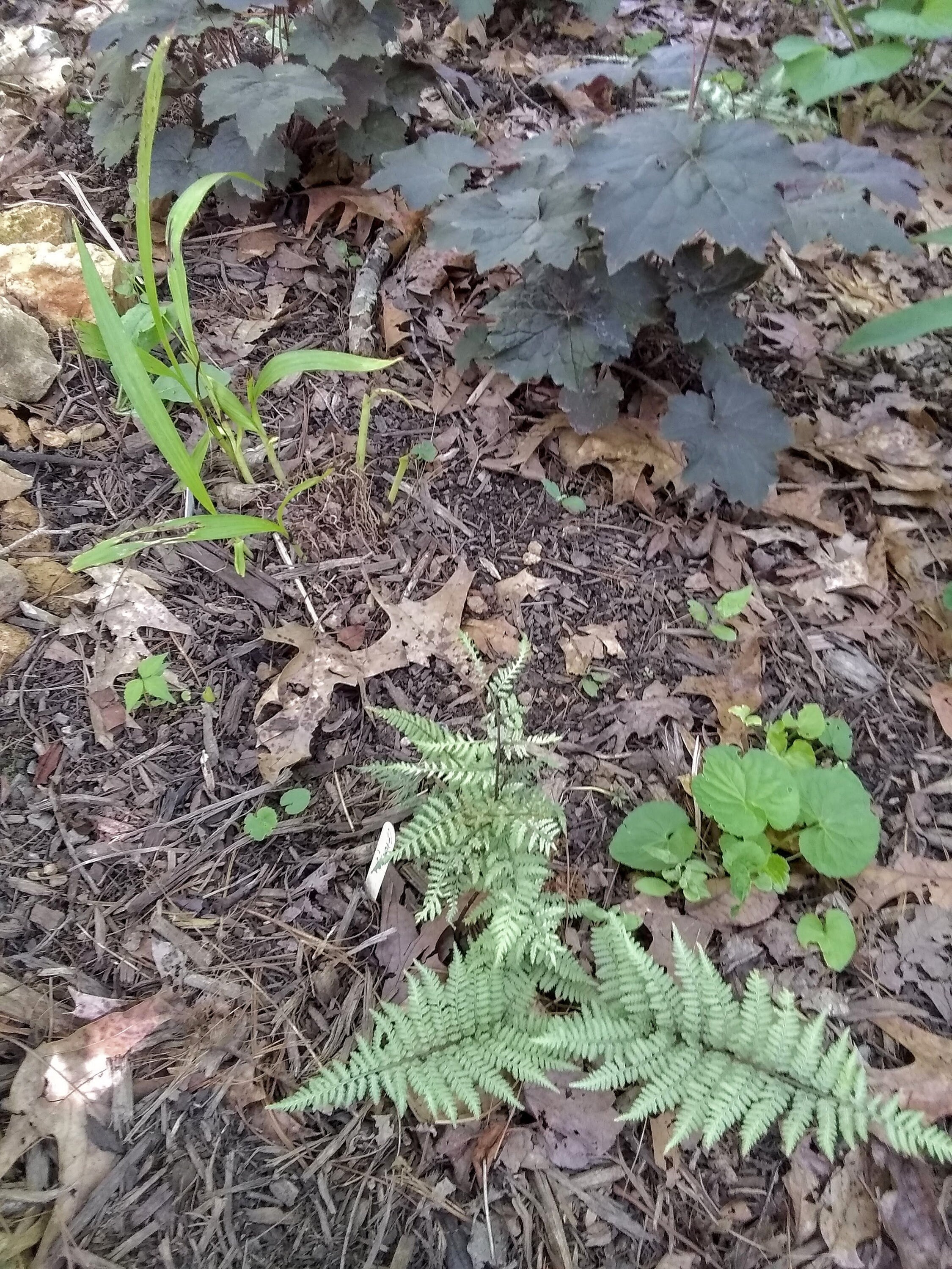 3 Dark-leaved Coralbells heuchera Spp. Plants in 3.5 Pots THE Best ...