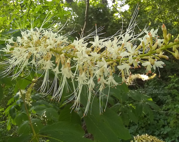 Bottlebrush Buckeye (aesculus Parviflora), Extraordinary Blooming ...