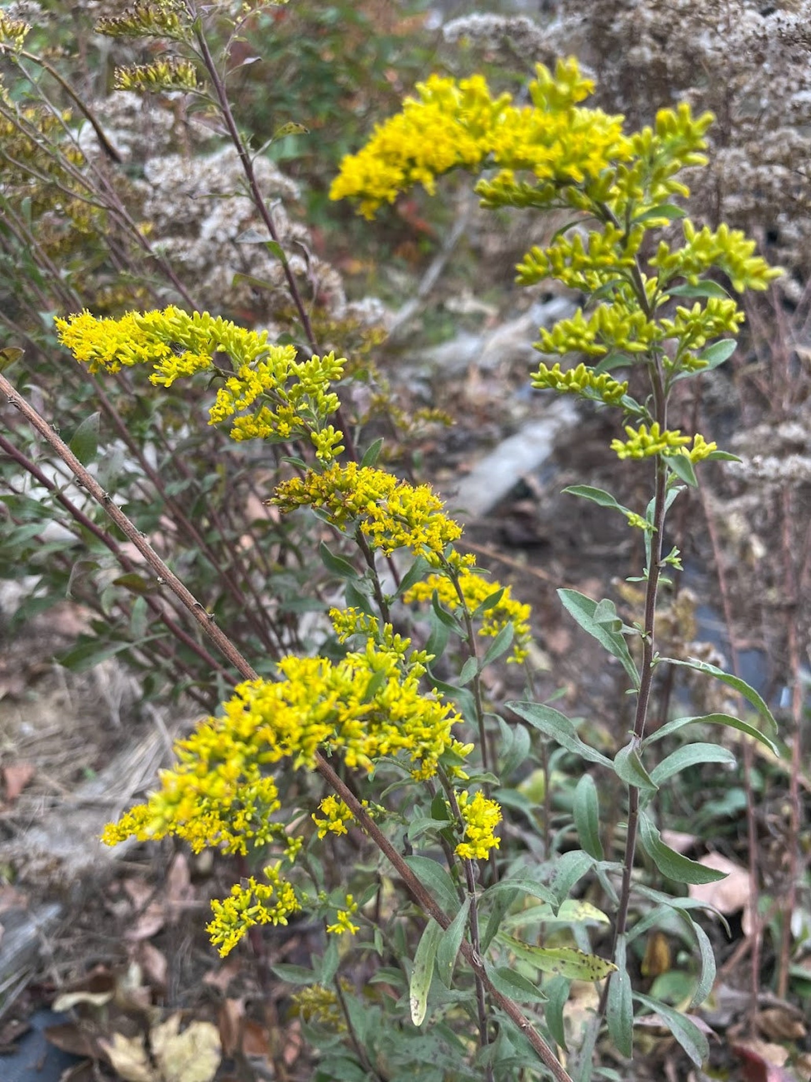 Sunny Goldenrod (solidago Spp.) US Native Plant & Keystone Species for ...