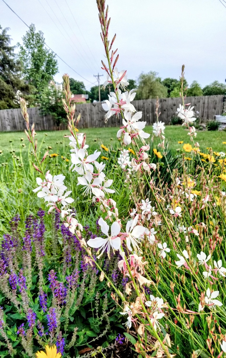 Gaura Lindheimeri 'whirling Butterflies' Live Perennial Plant - Etsy