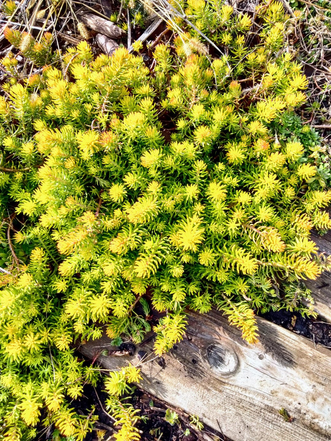 Sedum Rupestre 'angelina' Evergreen Perennial Succulent Cuttings or Pot ...