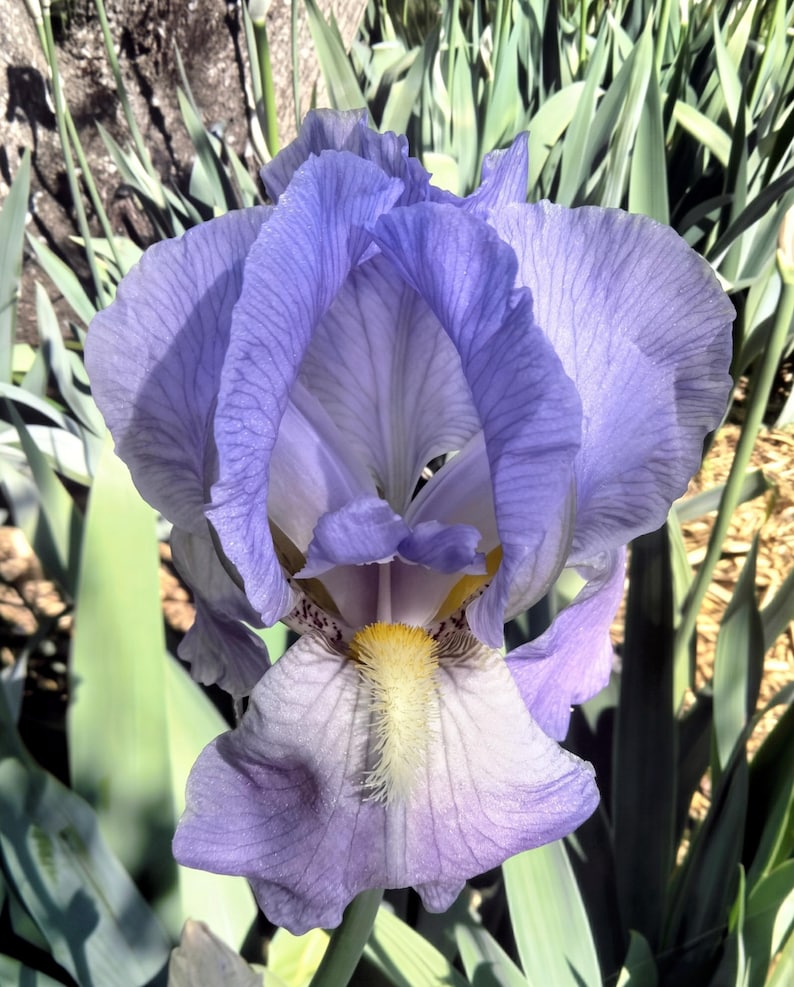 Iris Pallida Historic Bearded Iris Rhizome - Etsy