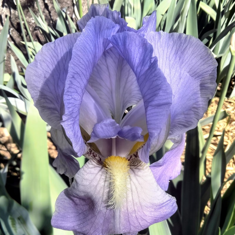 Iris Rhizome Historic - Etsy
