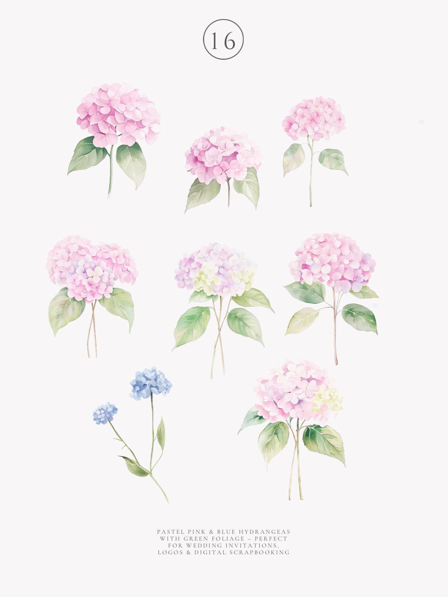 Watercolor Pink Preppy Chinoiserie Clipart Collection - Blue Hydrangea ...