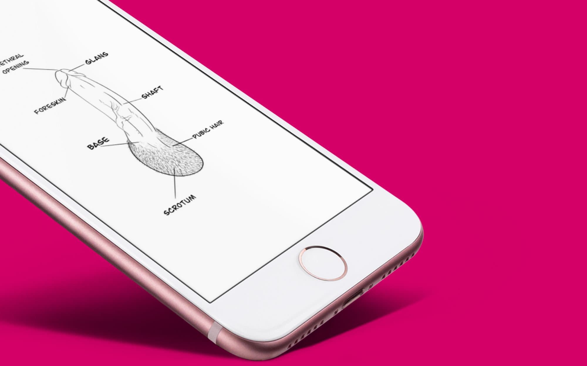 Penis Anatomy - 1 Digital PDF & JPEG Art File - Etsy