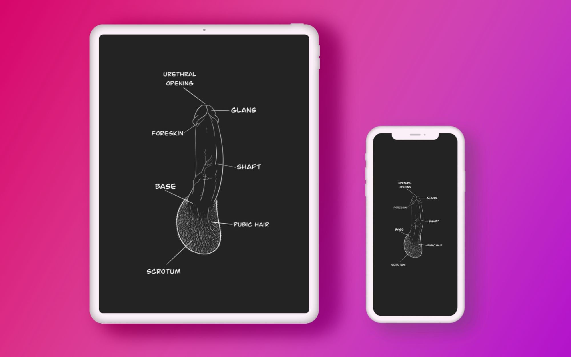 Penis Anatomy - Black - 1 Digital PDF & JPEG Art File - Etsy