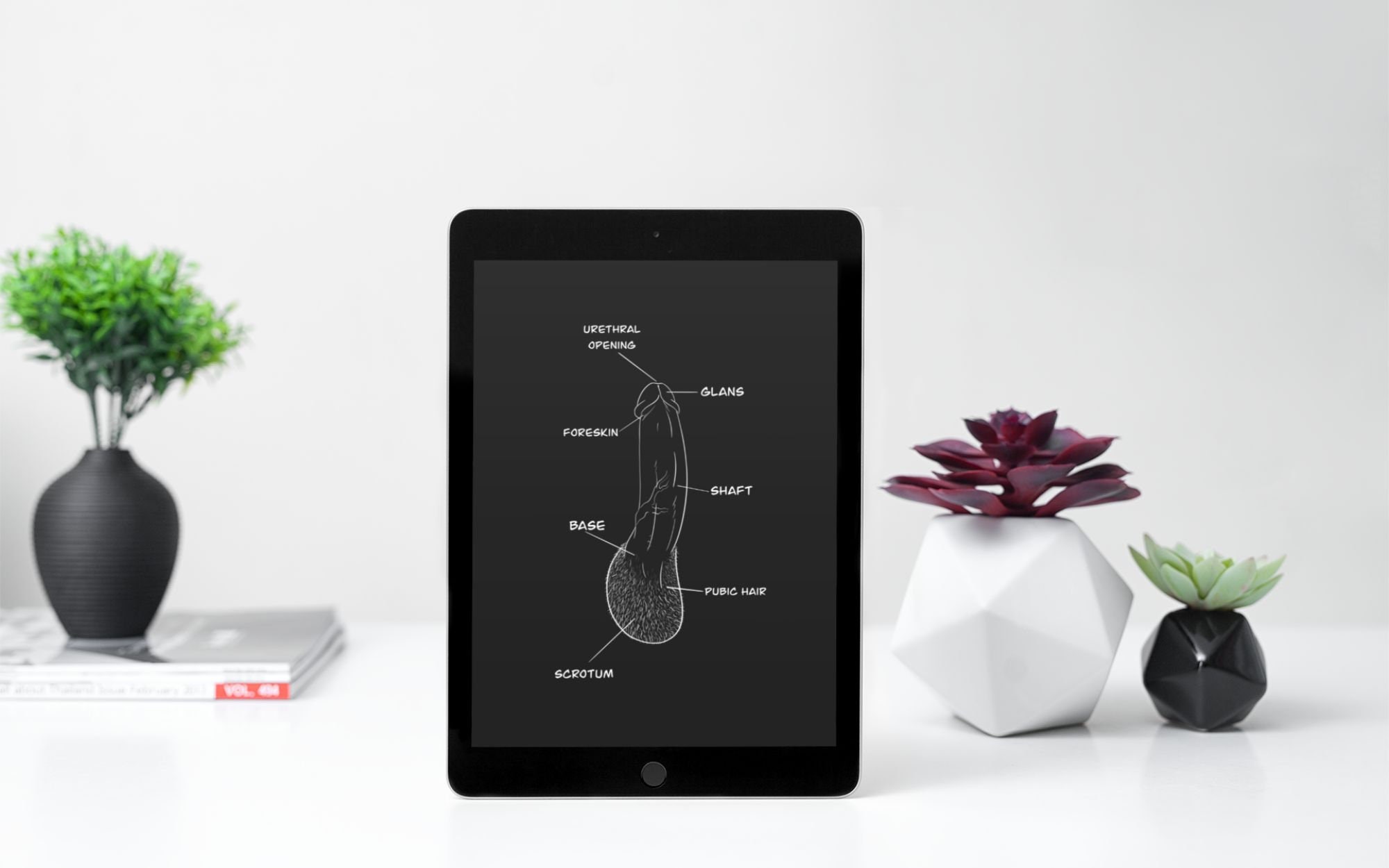 Penis Anatomy - Black - 1 Digital PDF & JPEG Art File - Etsy