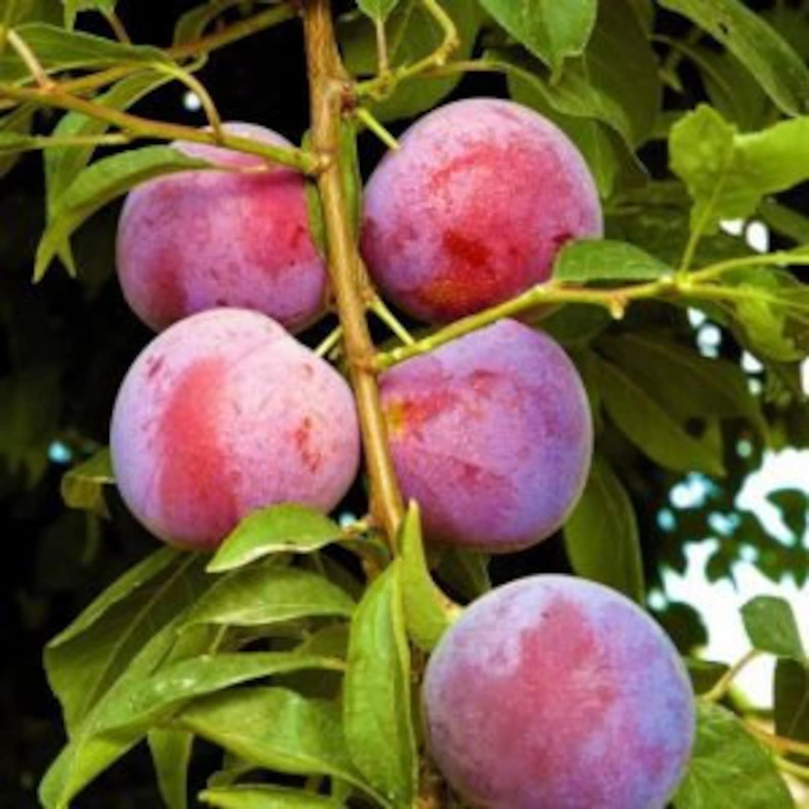 Methley Plum Tree - Etsy