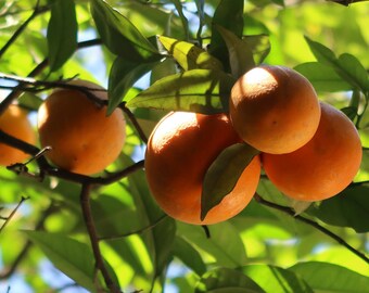 Six 6X Washington Navel Orange Cutting Un-rooted Grow Your Own Navel ...