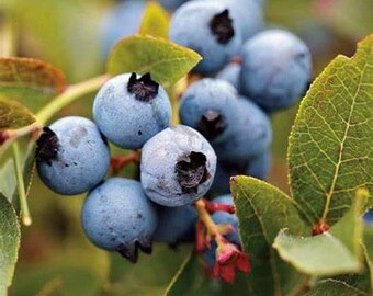 TurnerFarmNursery - Etsy