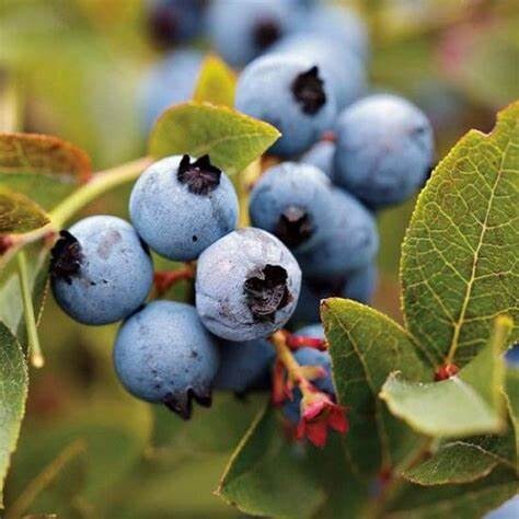 Austin Blueberry Bush - Etsy