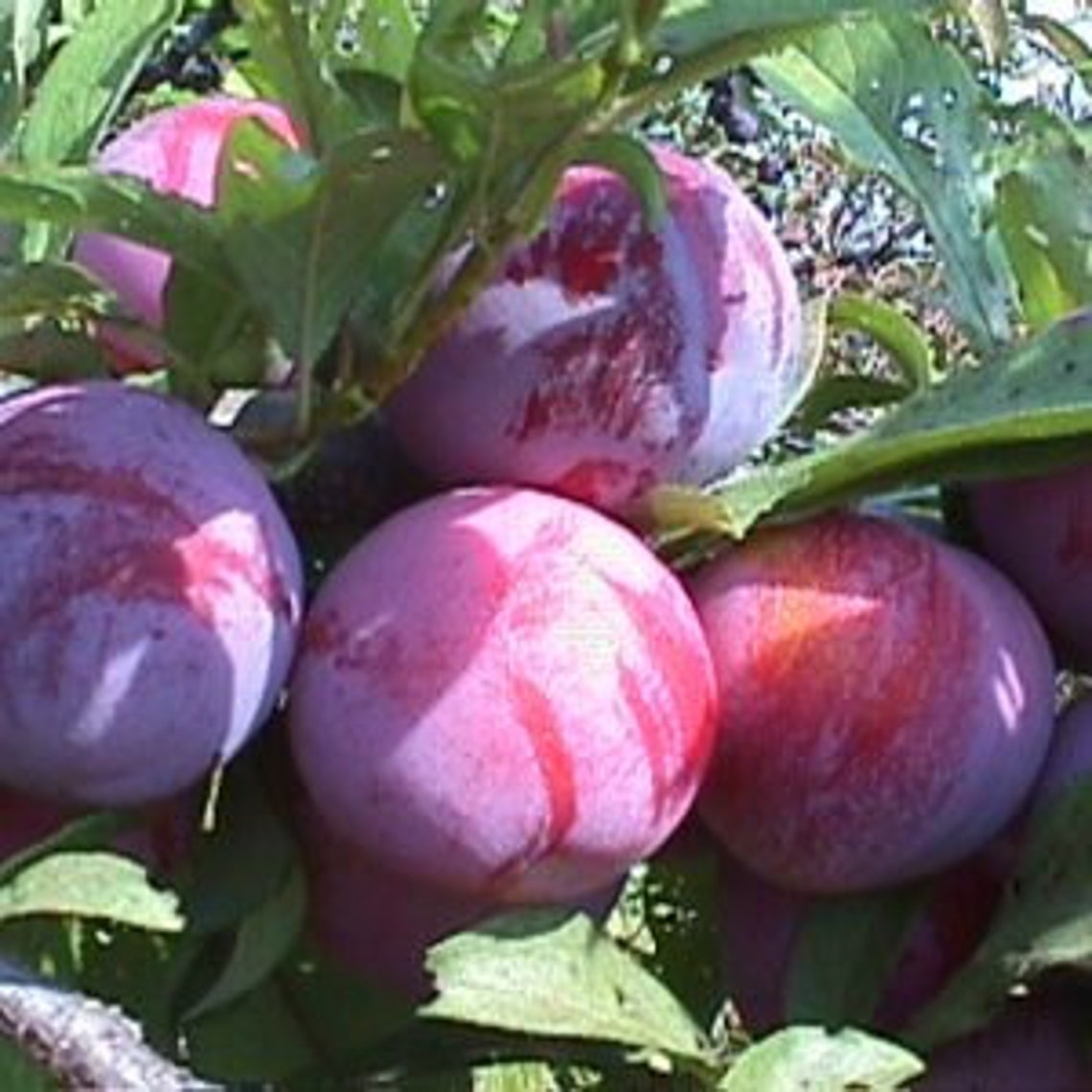 Ozark Premier Plum Tree - Etsy