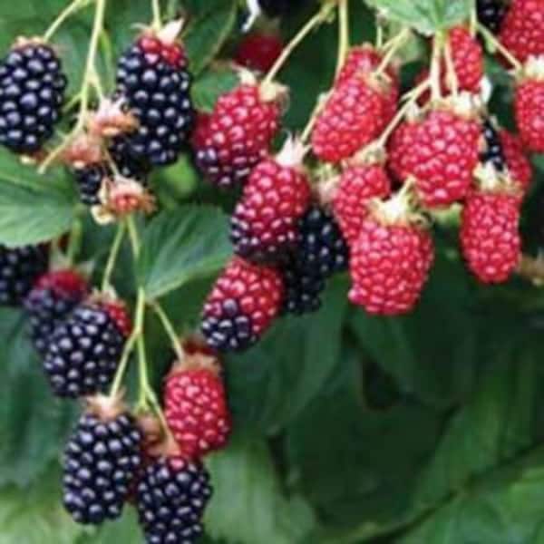 Thornless Apache Blackberry - Etsy