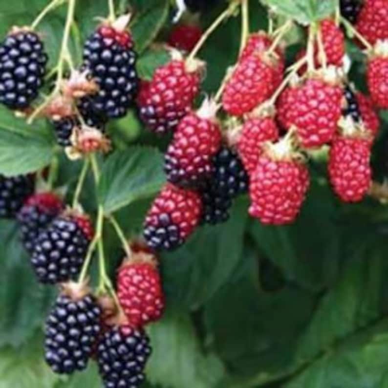 Apache Thornless Blackberry - Etsy