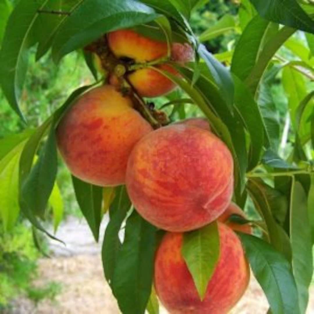 Flordacrest Peach Tree - Etsy