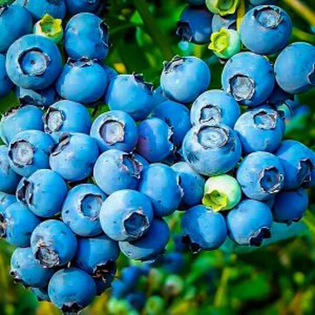 Powder Blue Blueberry - Etsy