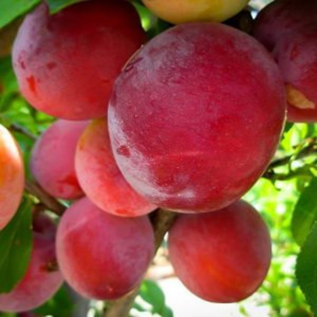 Santa Rosa Plum Tree - Etsy