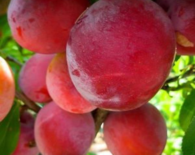 Santa Rosa Plum Tree - Etsy