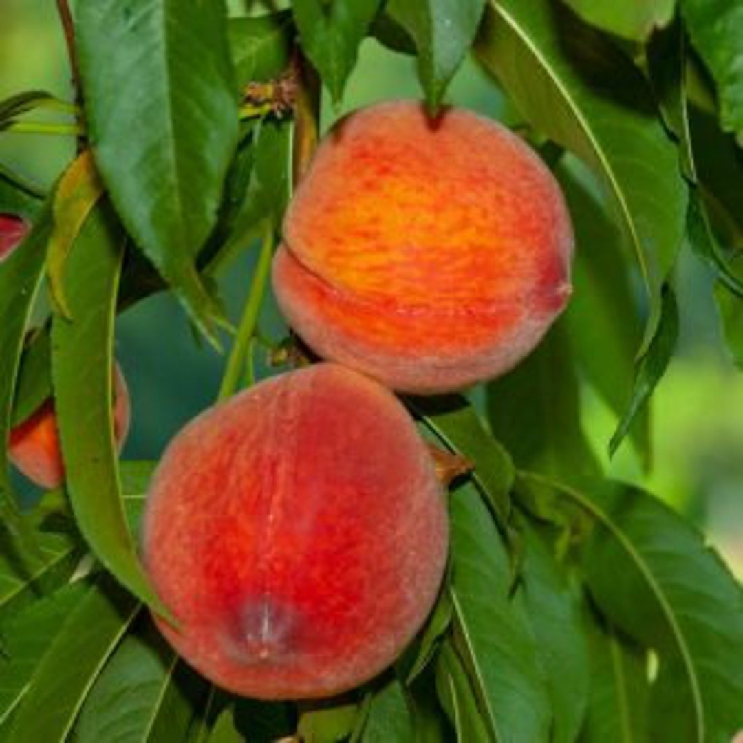 June Gold Peach Tree - Etsy