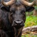 Philippine Water Buffalo - Etsy