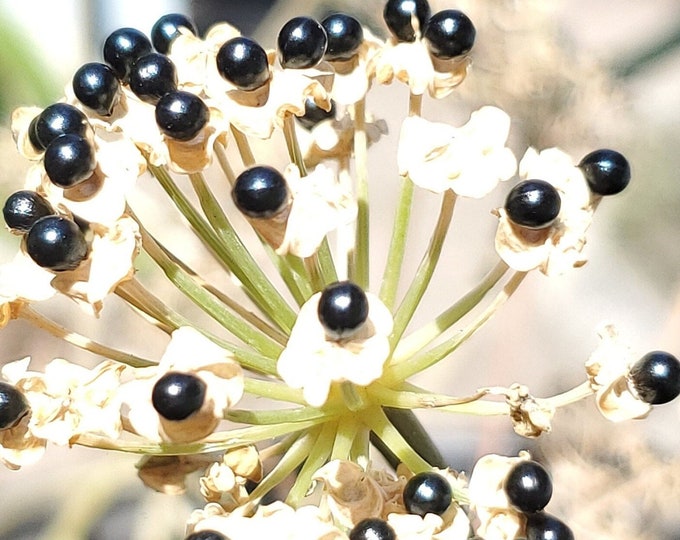 Wild Leek Seeds ( Ramp ) - Native Seeds, Wild Harvest - Etsy