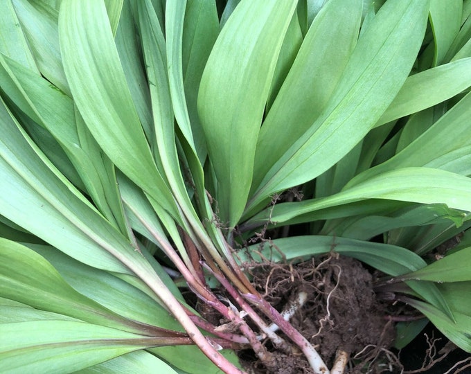 Dormant Ramp Bulbs 25 Bulbs for Transplanting Grow Your Own and Seeds ...