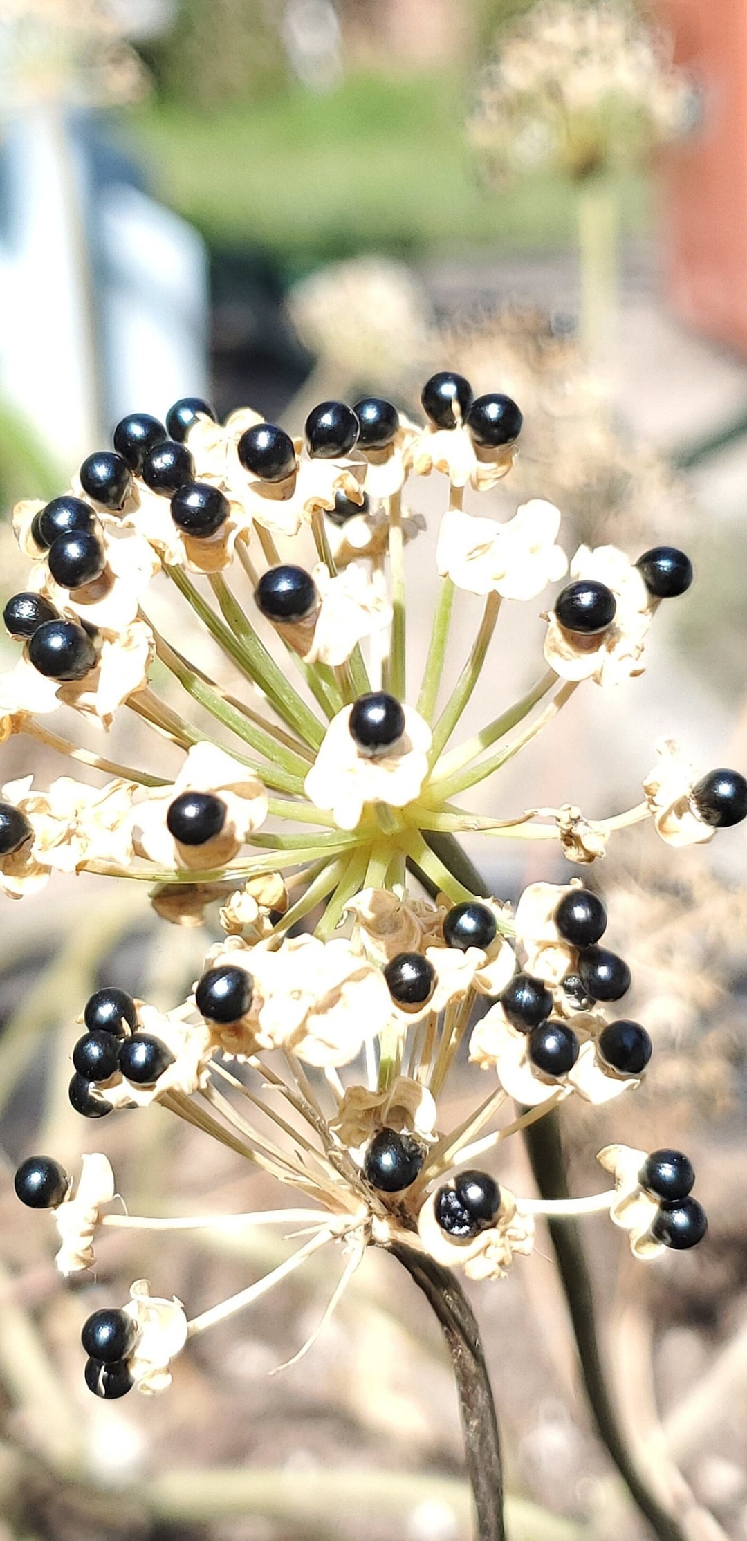 Ramp Seeds: Wild Ramsons Allium Tricoccum - Etsy