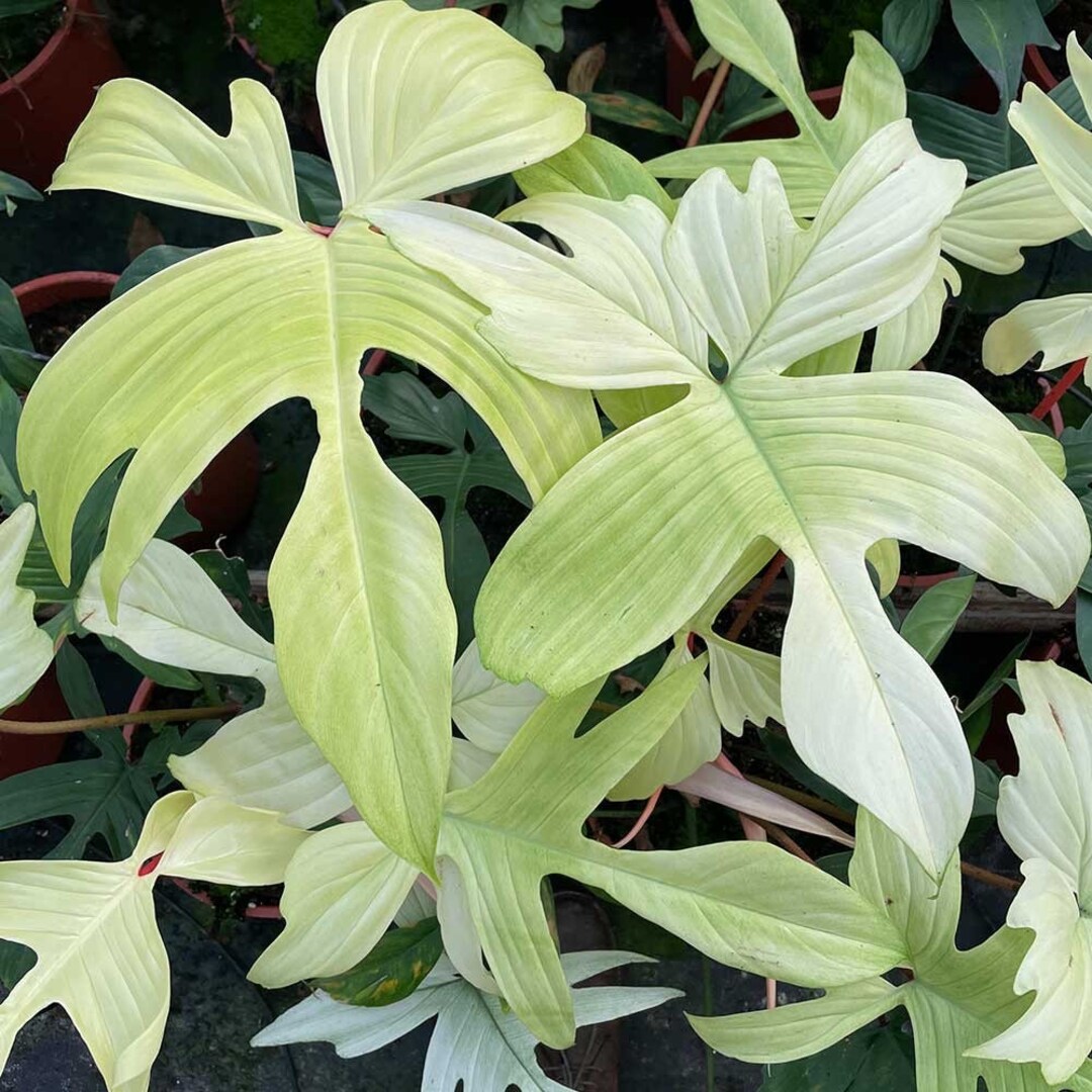 Philodendron Florida Ghost Plant - Etsy