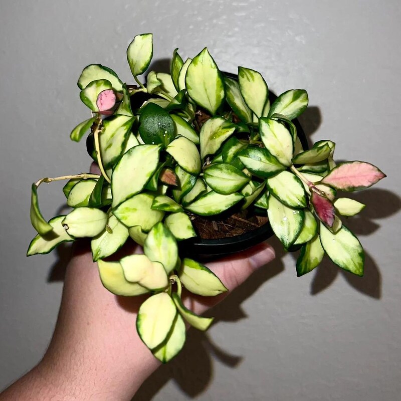 Variegated House Plants - Etsy
