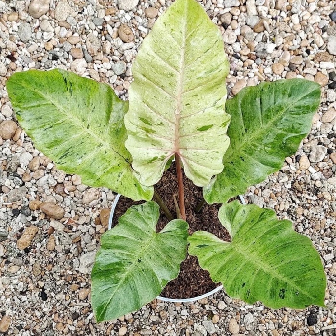 Philodendron Snowdrift Plant