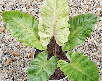 Philodendron Snowdrift Variegated Aroids Live Plant in 4 Pot - Etsy
