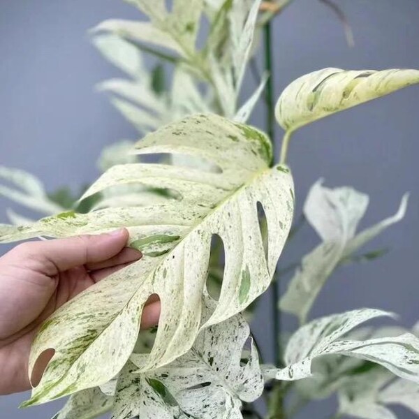 Variegated House Plants - Etsy