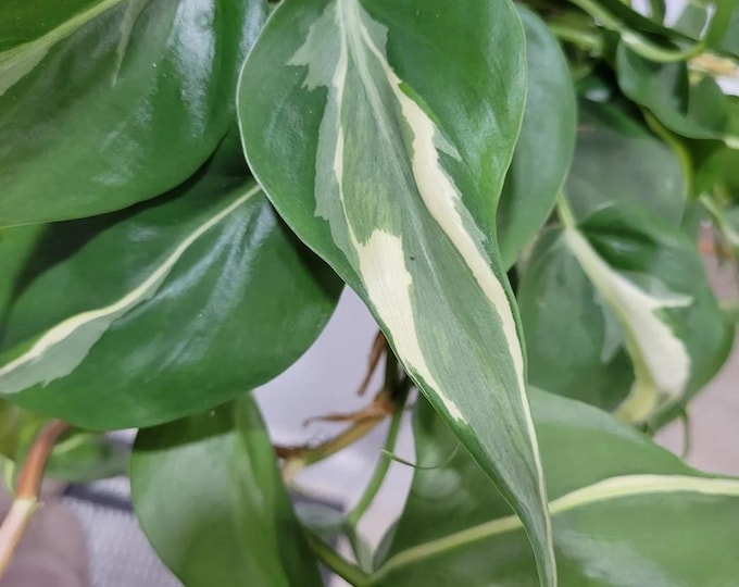 Philodendron Rio, Philodendron Hederaceum Variegated, Established Plant ...