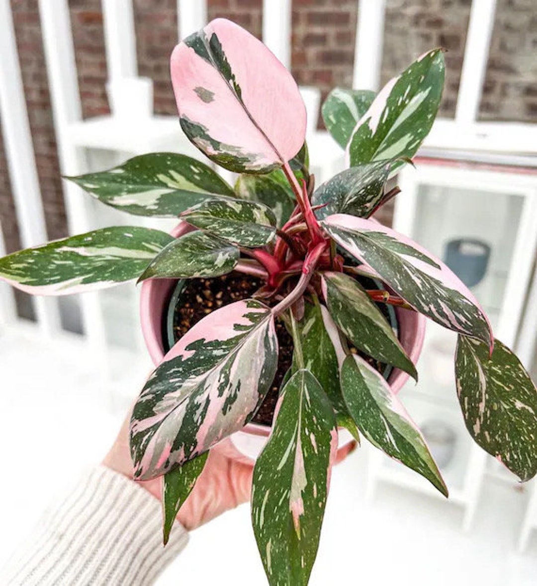 Philodendron Pink Princess Marble House Galaxy House Plant - Etsy