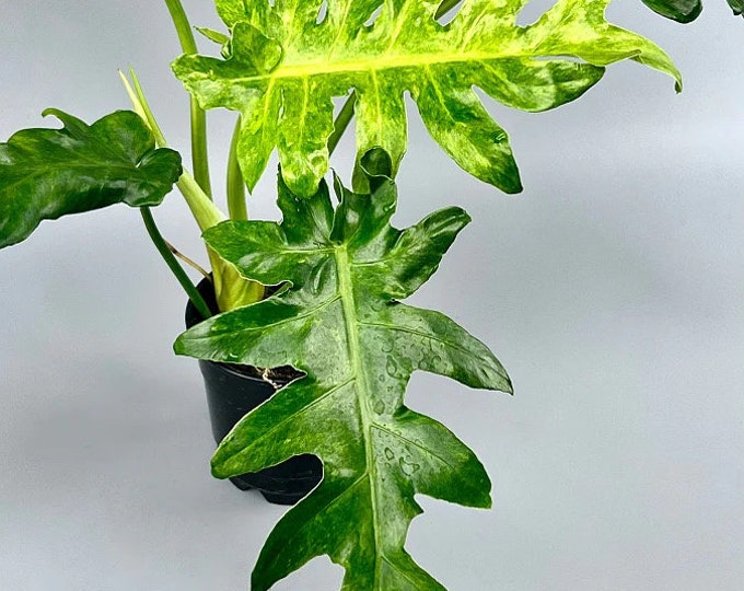 Philodendron Bob Cee Variegated House Plant - Etsy