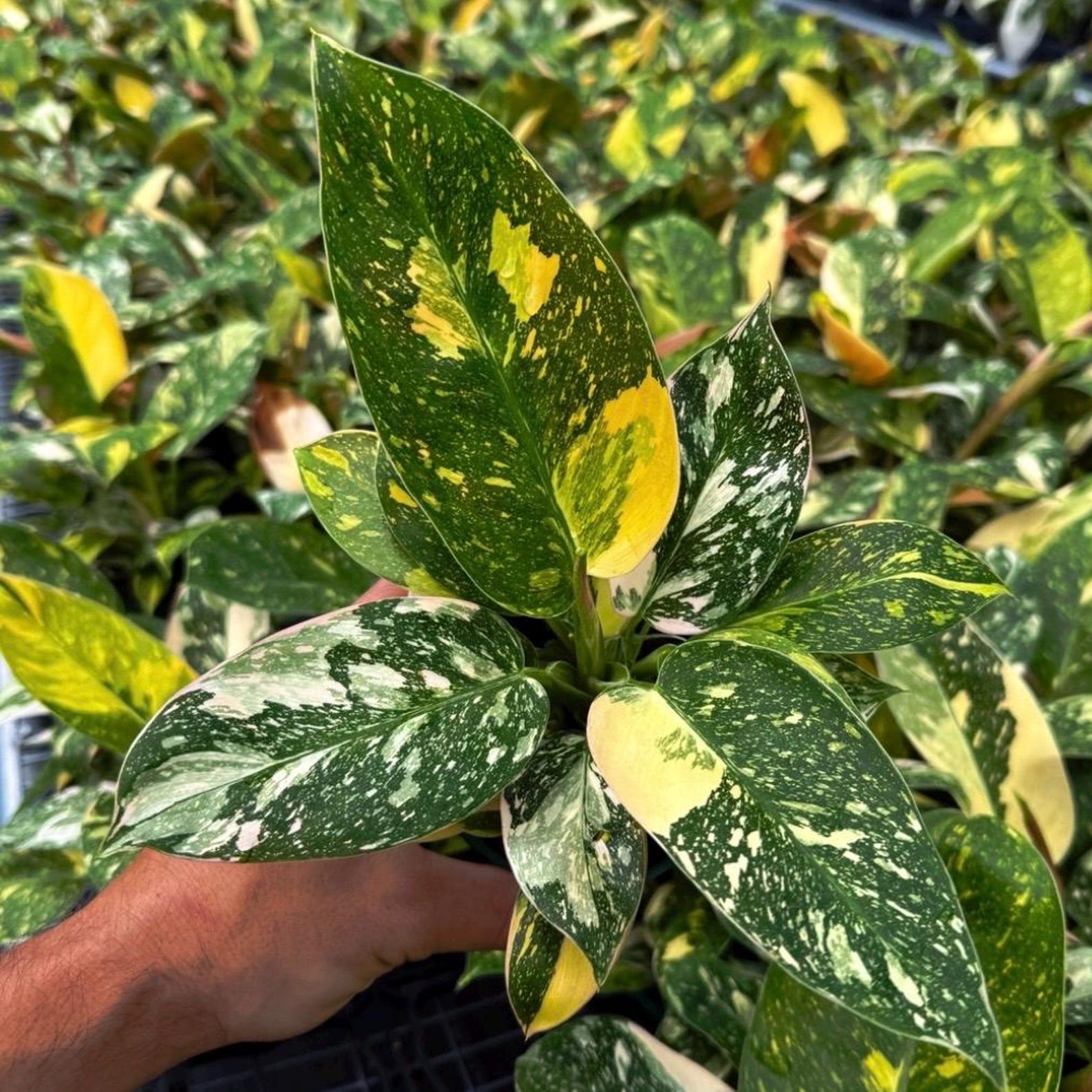 Philodendron Green Congo Nuclear House House Plant - Etsy