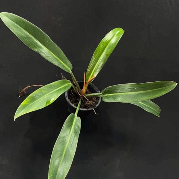 Philodendron Bicolor - Etsy