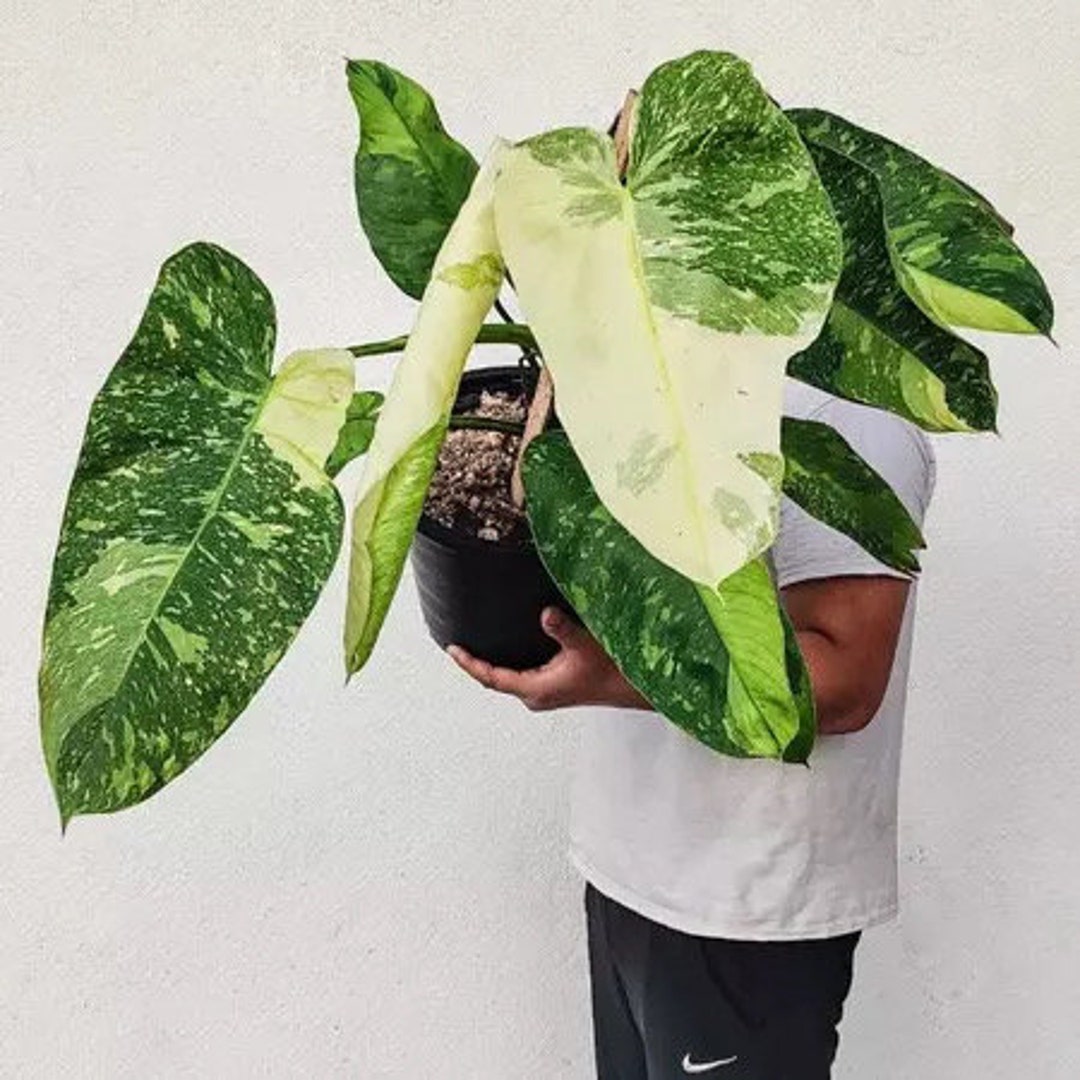 Philodendron Jose Buono Houseplant - Etsy