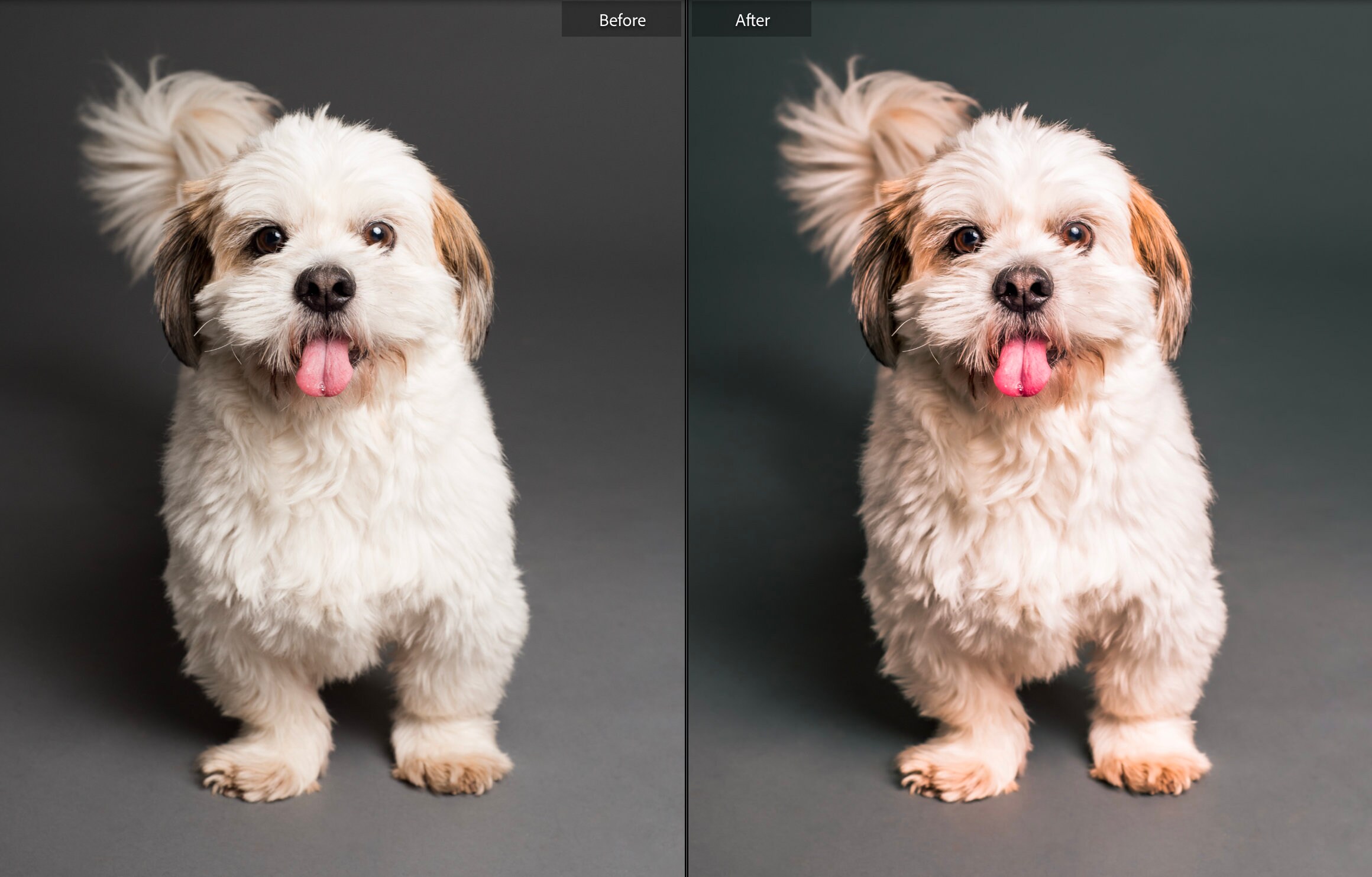 10 Dog Presets Lightroom Pet Filters Instagram Puppy Presets for Mobile ...