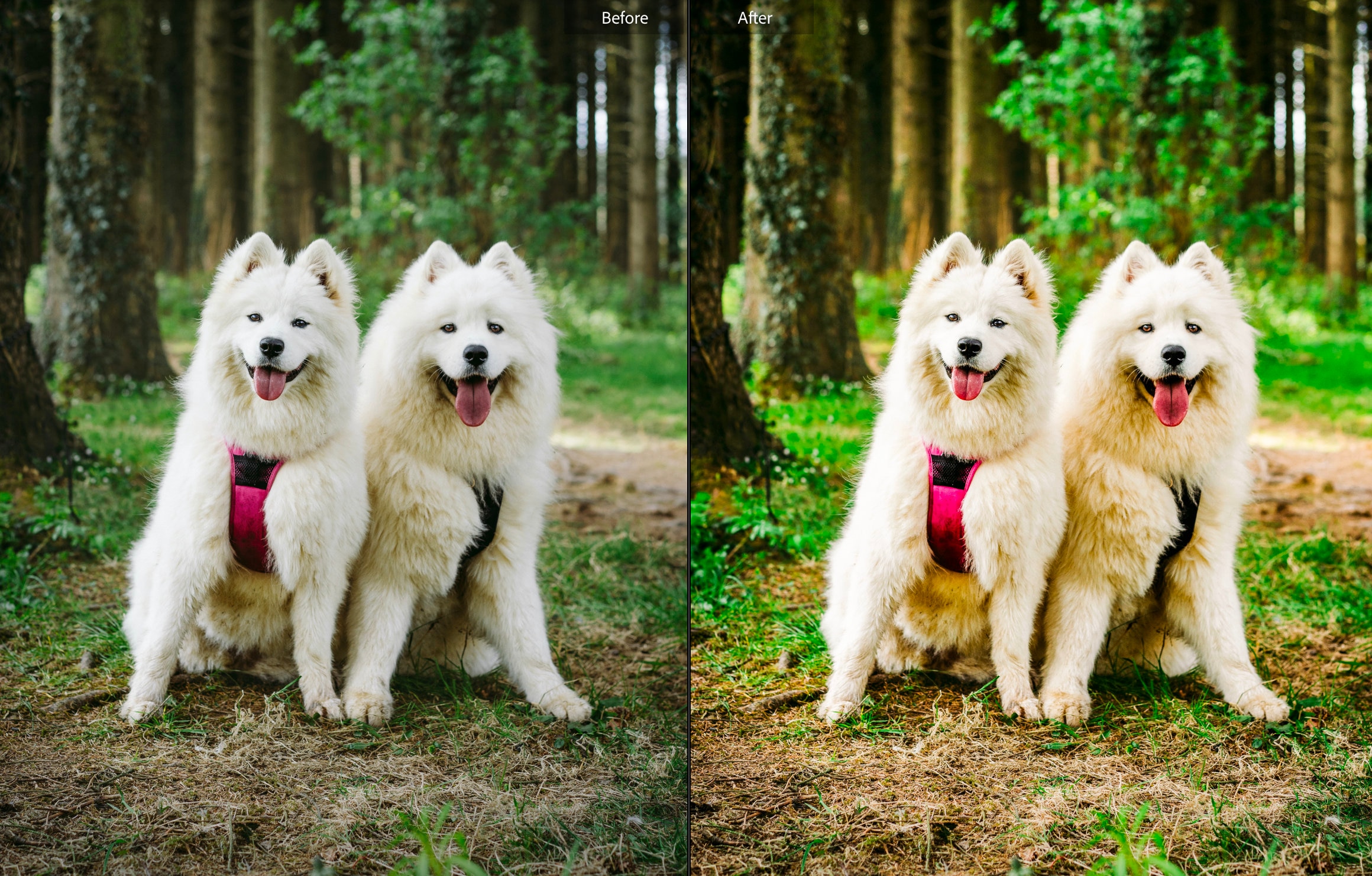 10 Dog Presets Lightroom Pet Filters Instagram Puppy Presets VSCO for ...