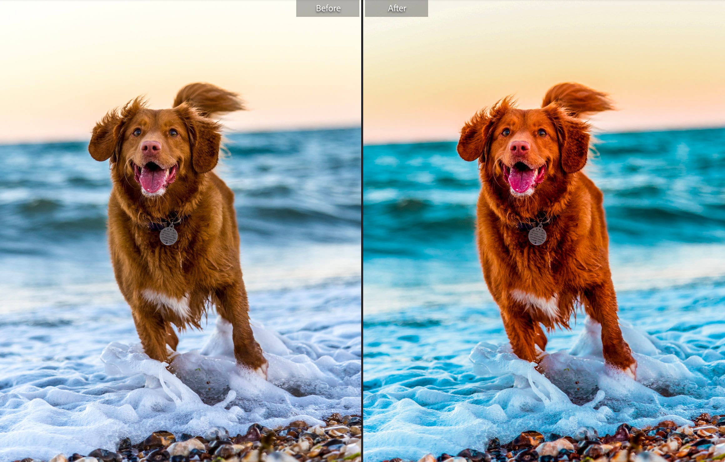 10 Dog Presets Lightroom Pet Filters Instagram Puppy Presets for Mobile ...