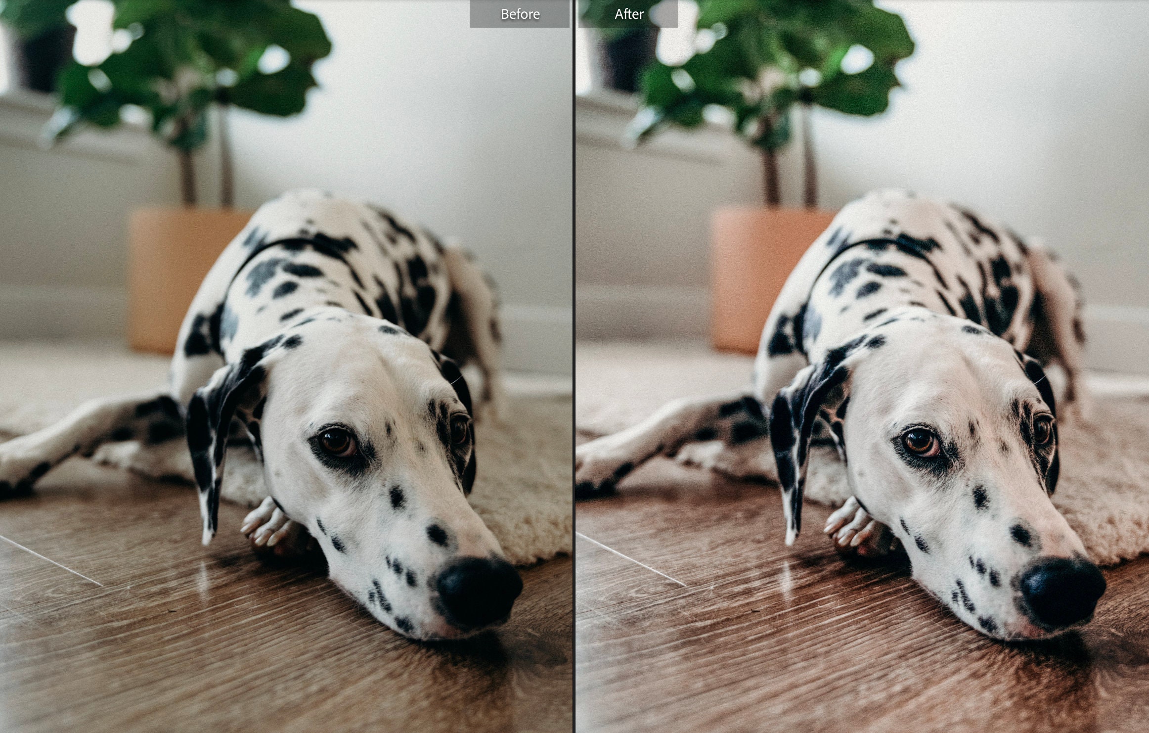 10 Dog Presets Lightroom Pet Filters Instagram Puppy Presets VSCO for ...
