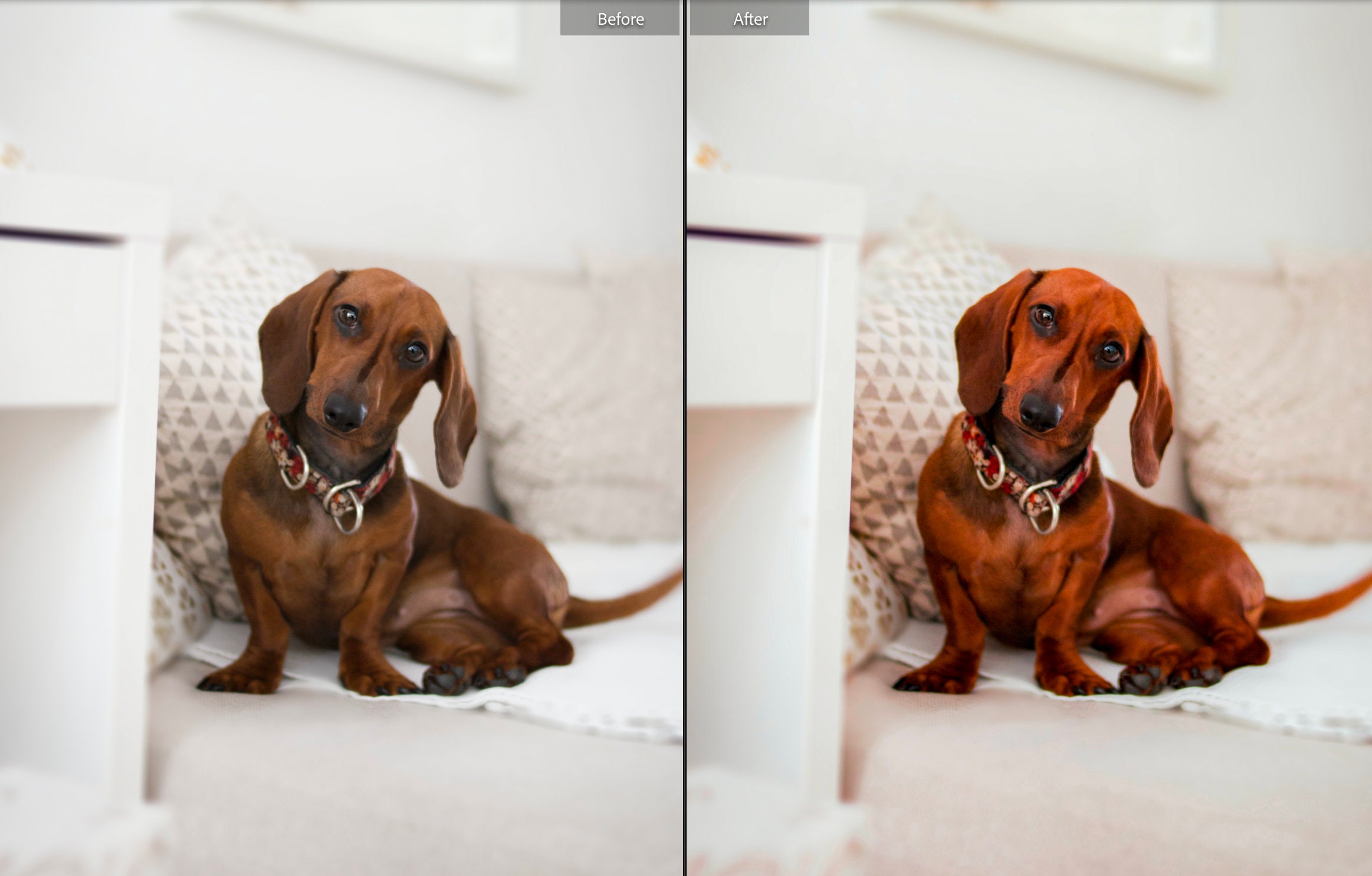 10 Dog Presets Lightroom Pet Filters Instagram Puppy Presets for Mobile ...