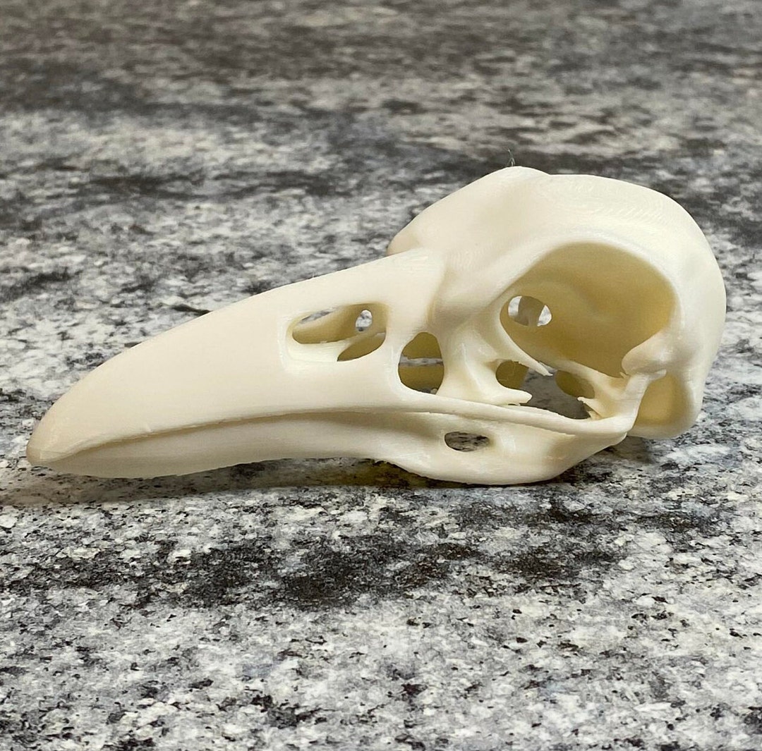 3d Printed Raven Skull - Etsy